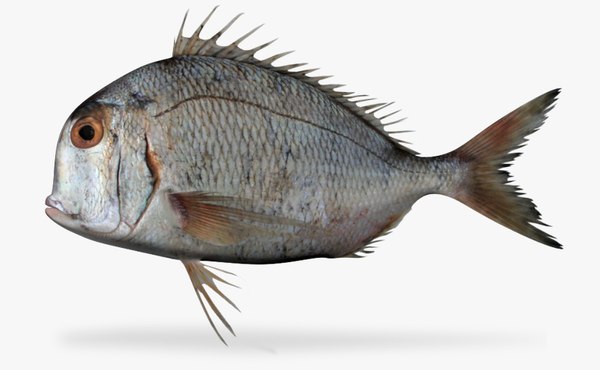pacific porgy x