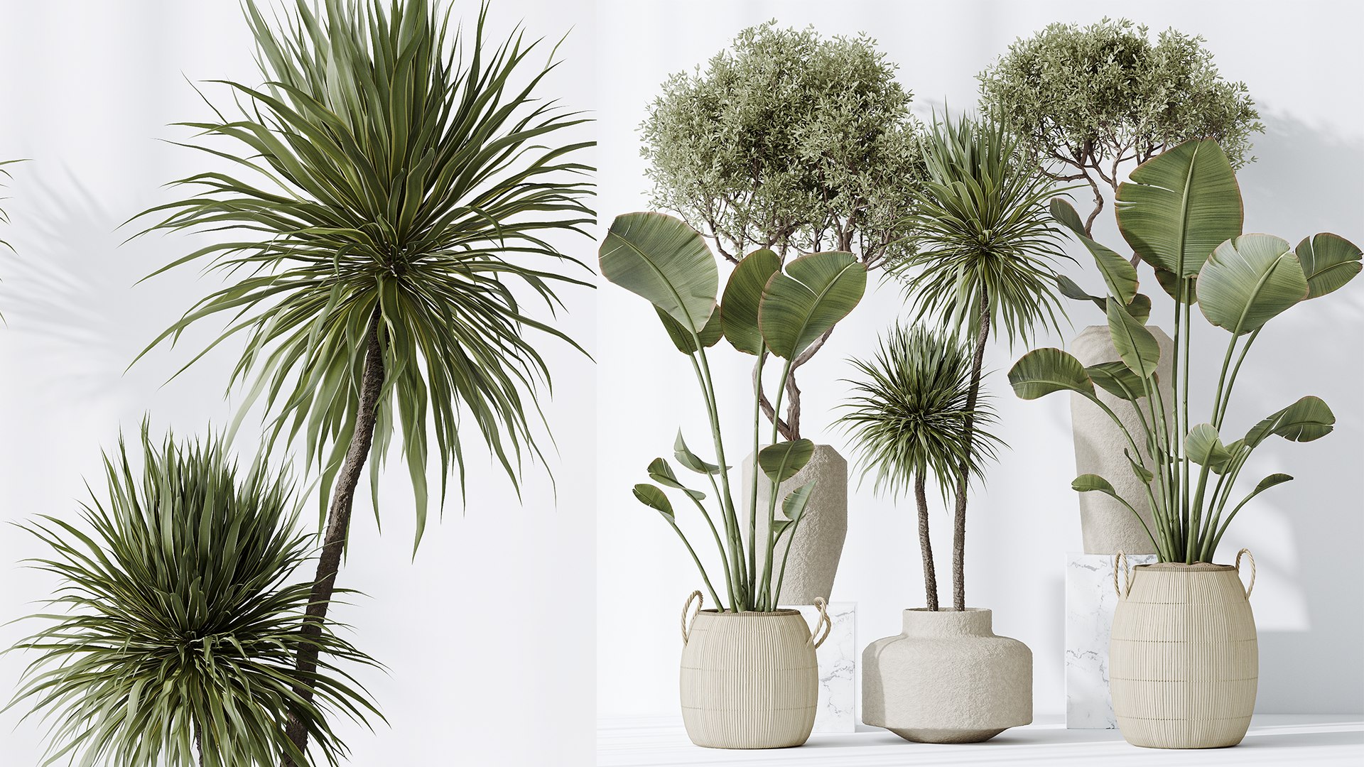 AV Indoor Plants Set 172 Mission Arbequina Olive And Ravenala Banana ...