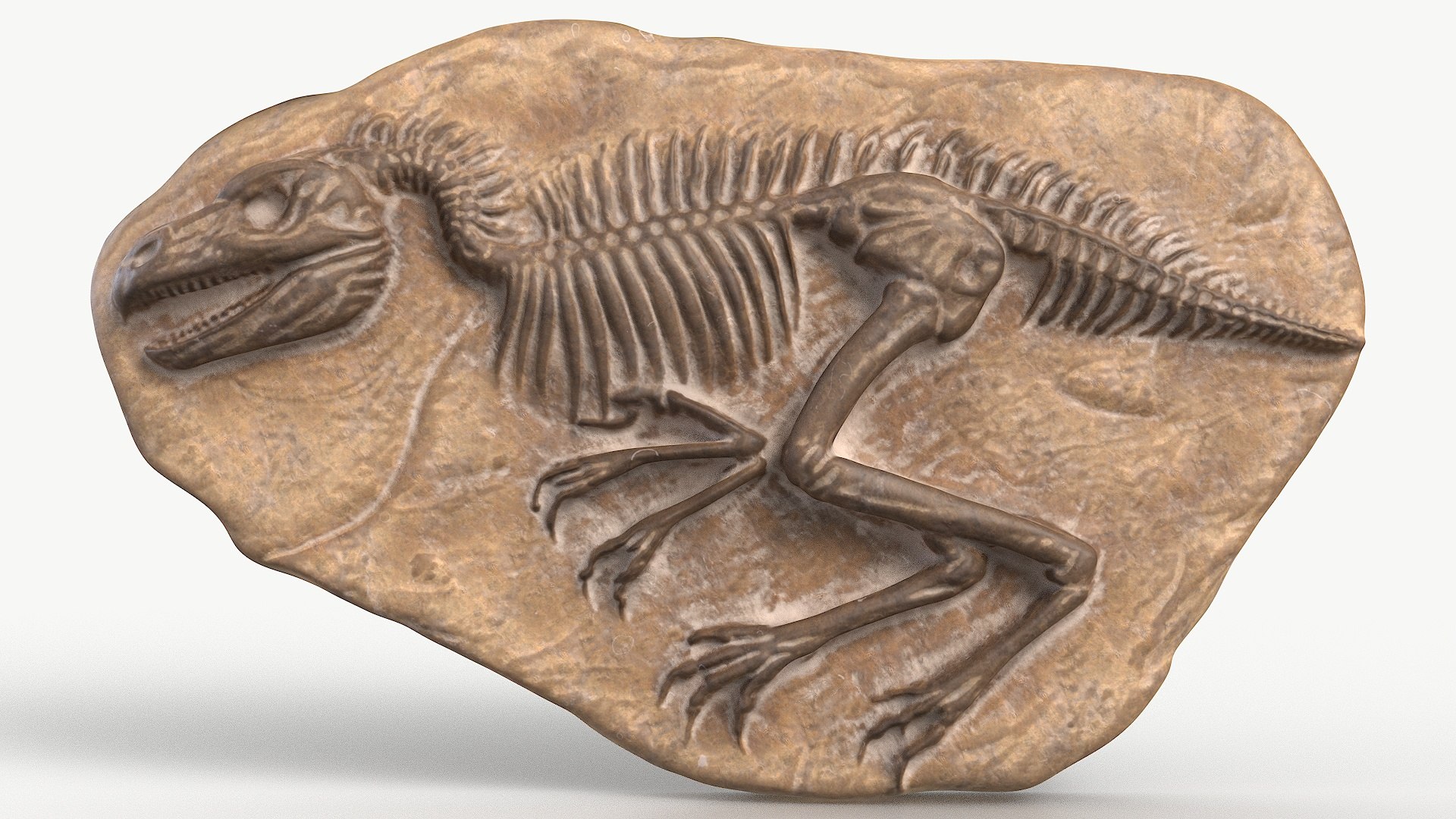 3D Model Dinosaur Fossil 009 Textured - TurboSquid 2298816