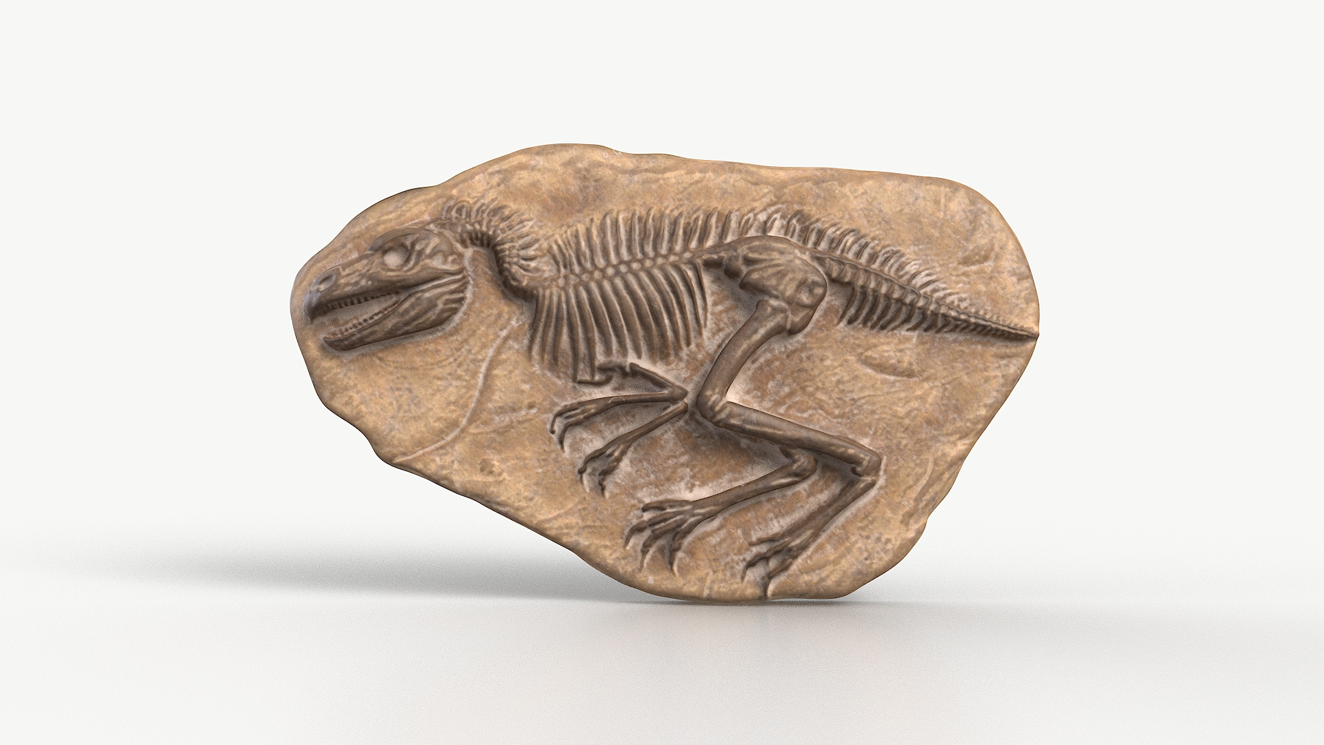 3D Model Dinosaur Fossil 009 Textured - TurboSquid 2298816