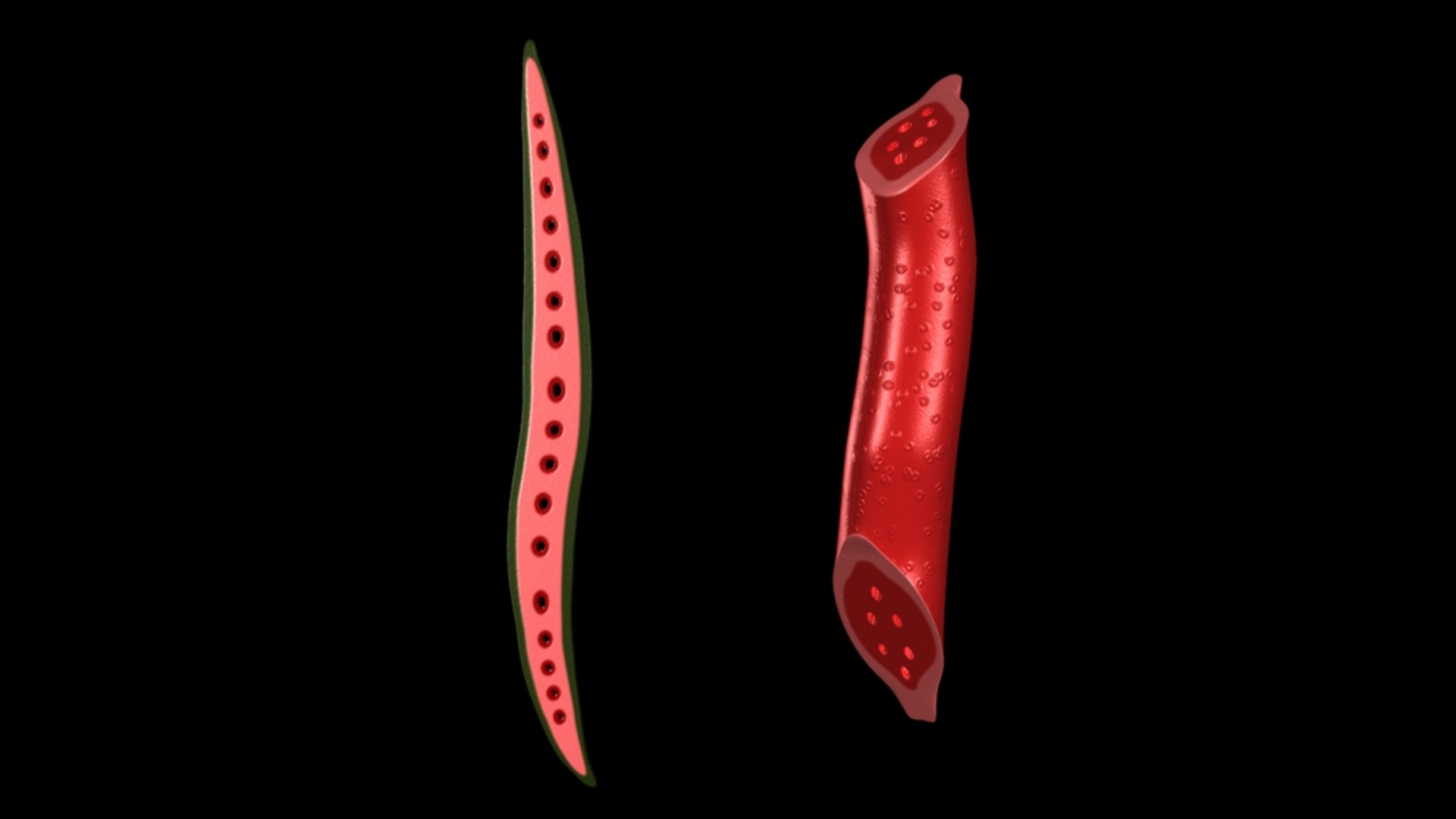 3d Xylem Tissue Plants