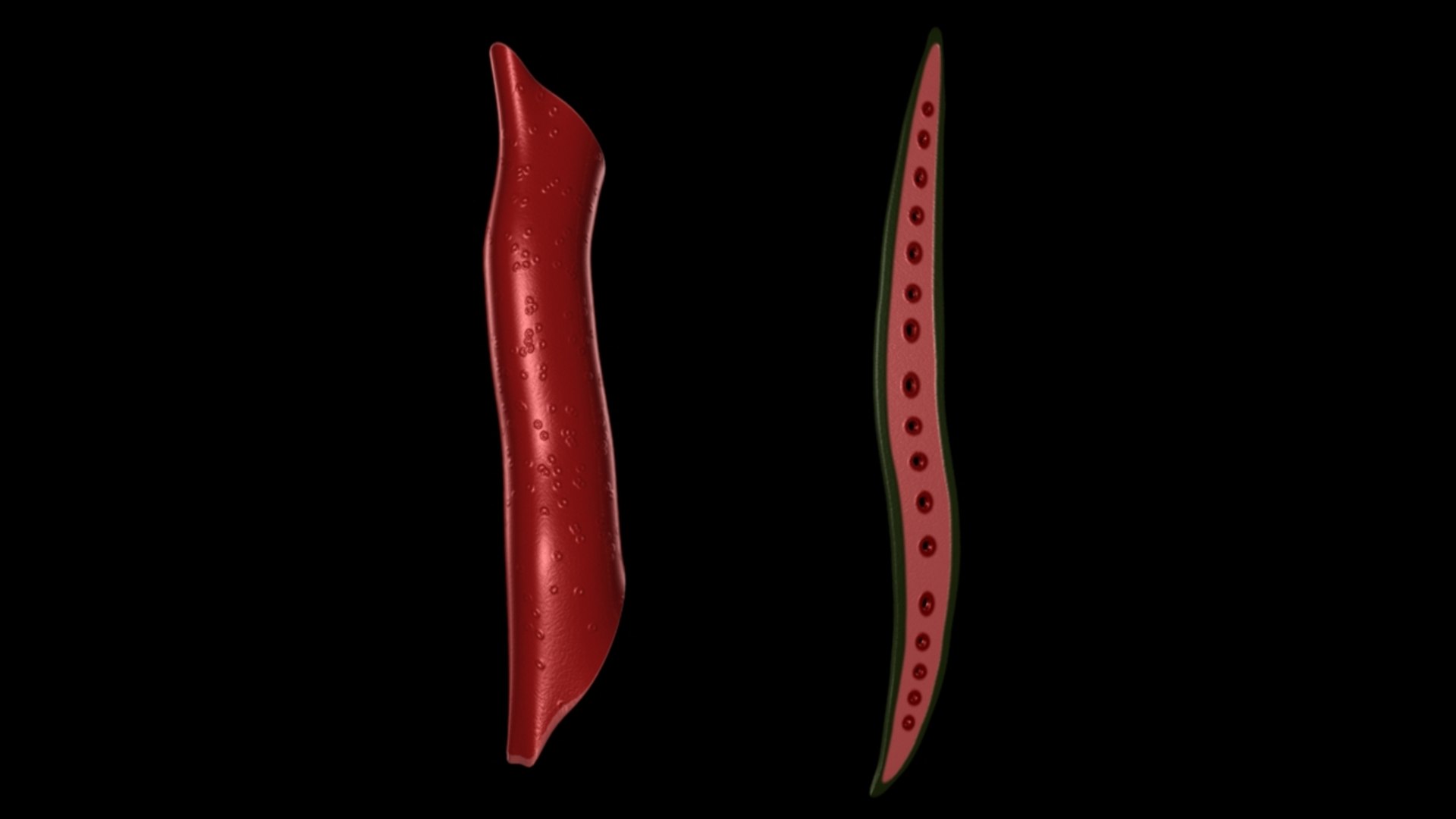 3d Xylem Tissue Plants