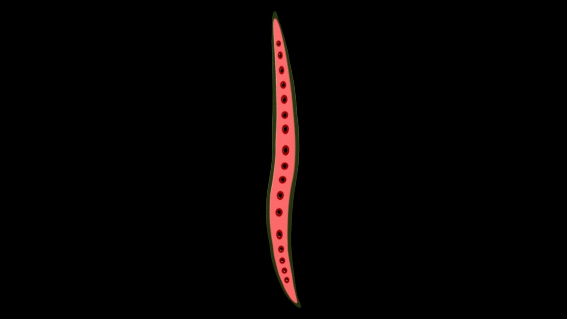 3d Xylem Tissue Plants