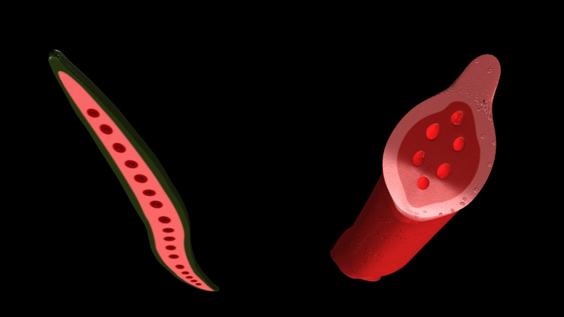 3d Xylem Tissue Plants