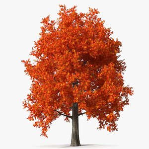 3D Oak Tree Models - Browse & Download Formats - TurboSquid