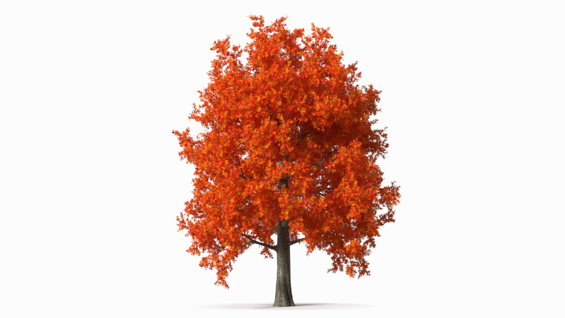 Autumn Oak Tree 3D Model - TurboSquid 2228926