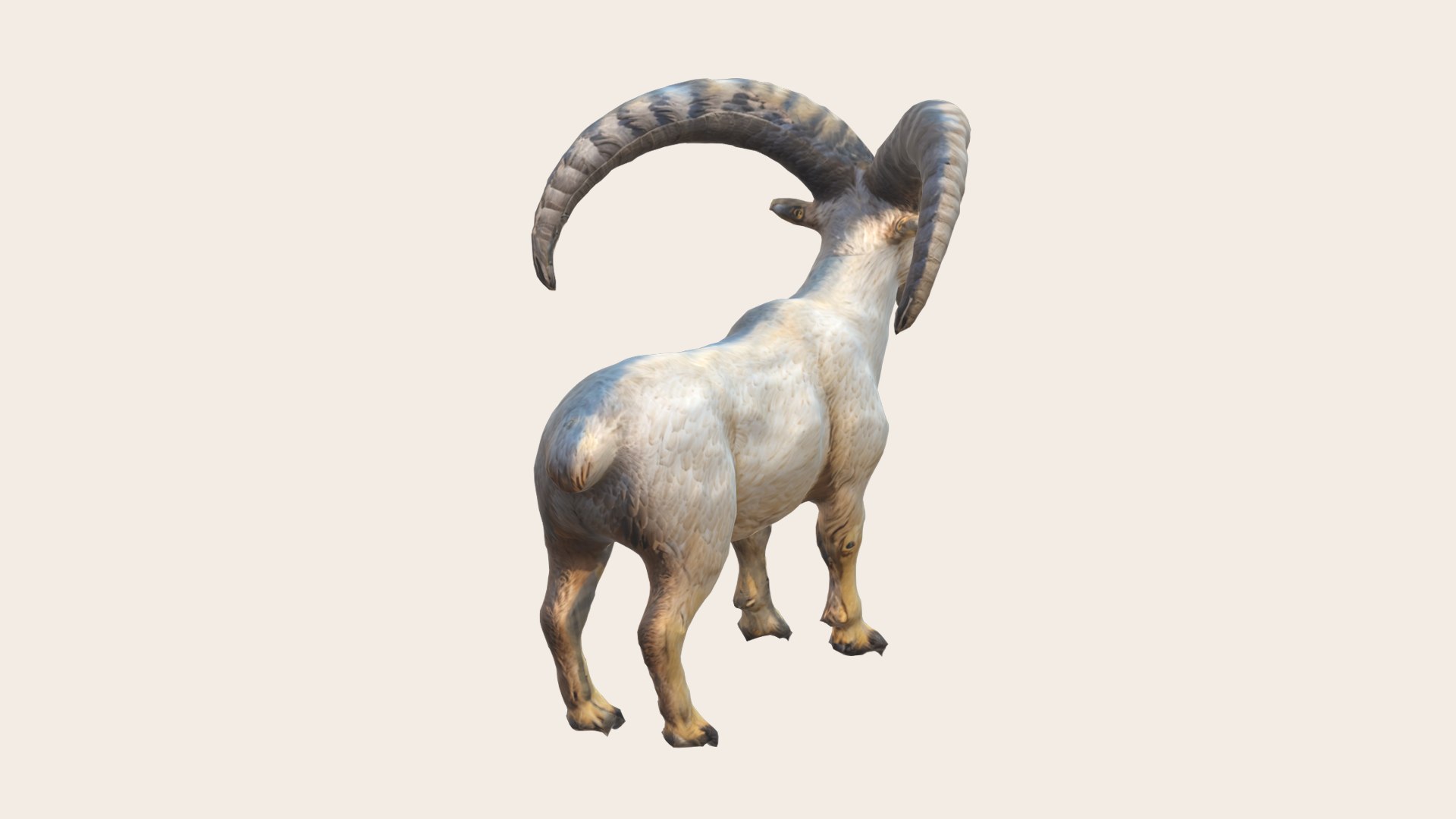 3D Alpine Ibex - TurboSquid 2262825
