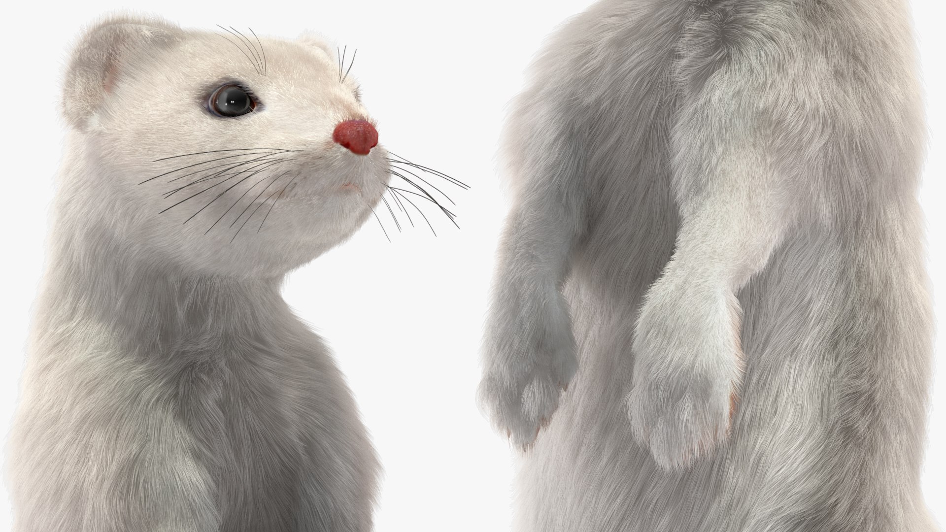 3D Standing White Ermine Fur - TurboSquid 2207611