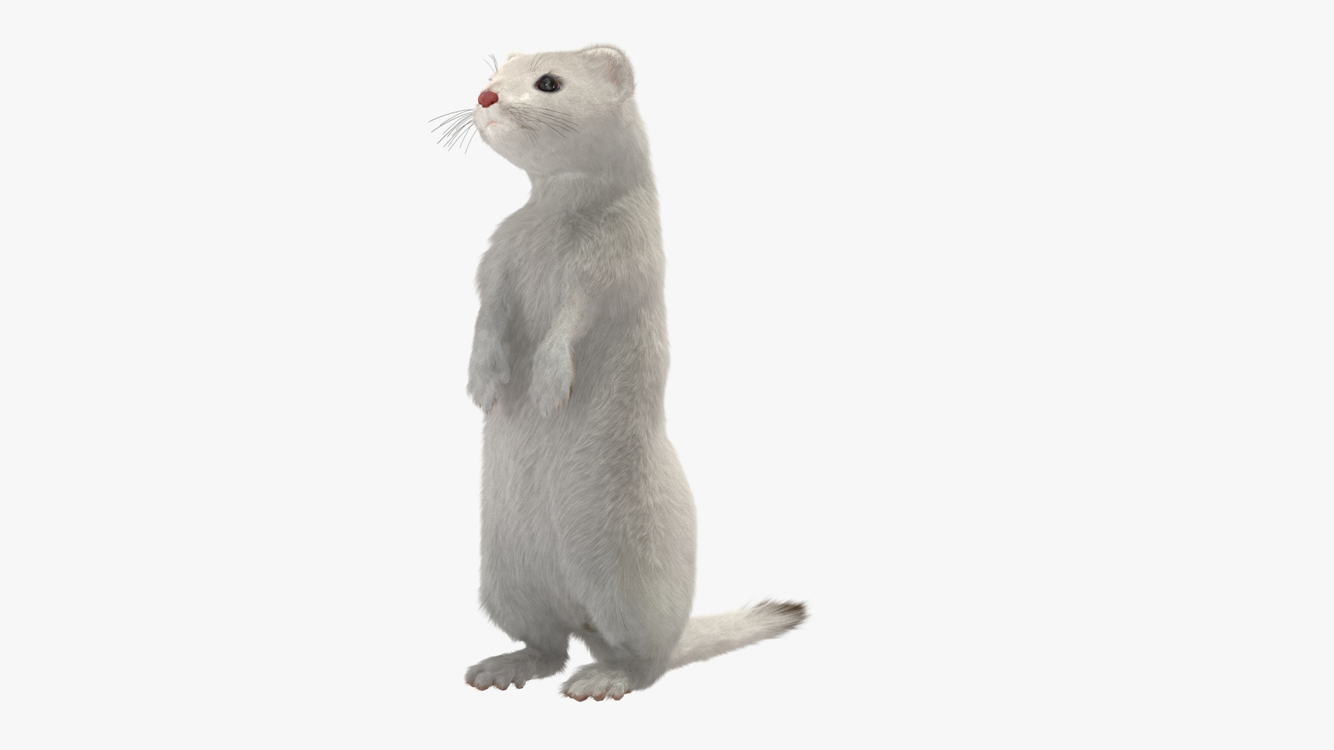 3D Standing White Ermine Fur - TurboSquid 2207611