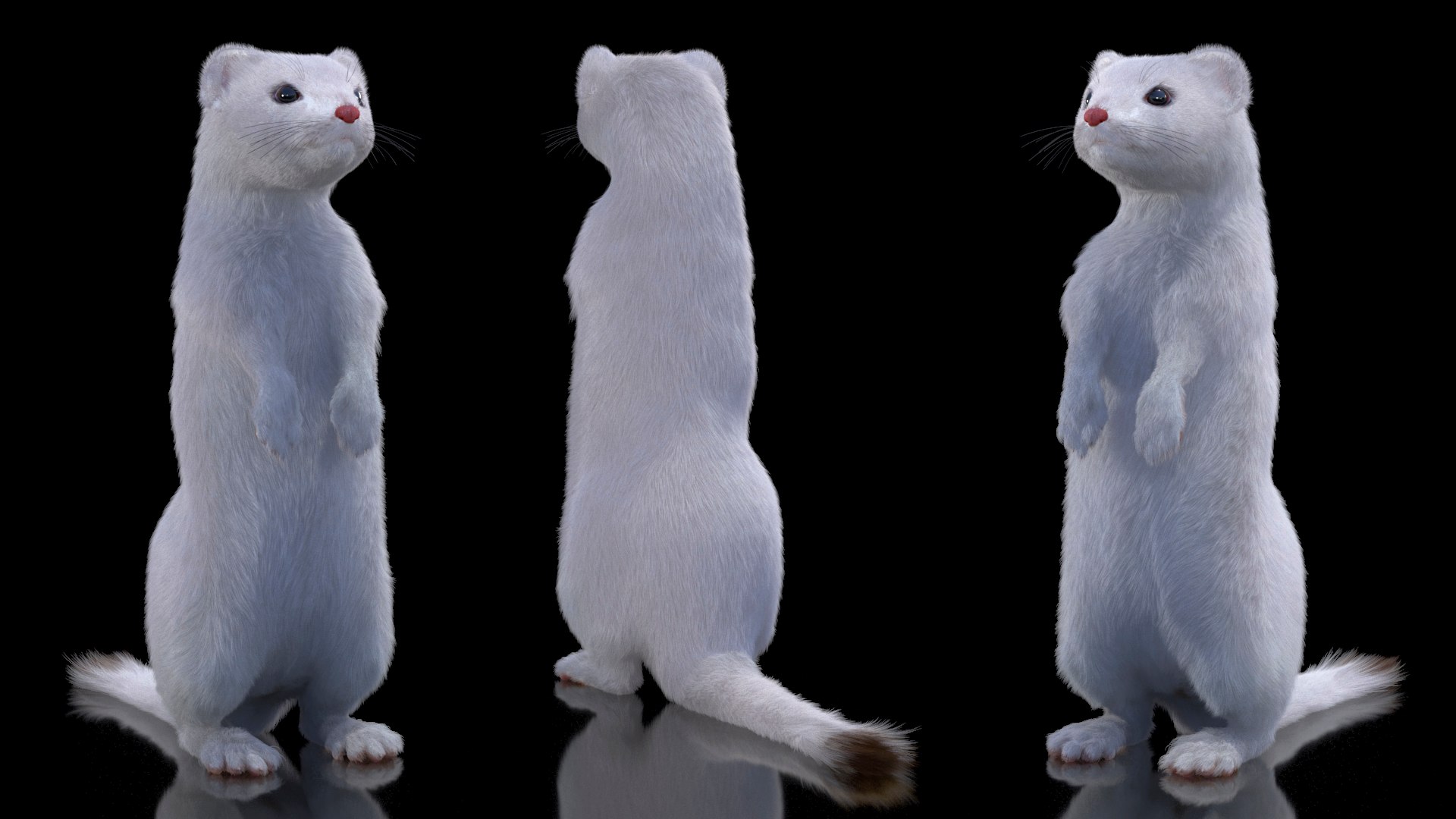 3D Standing White Ermine Fur - TurboSquid 2207611