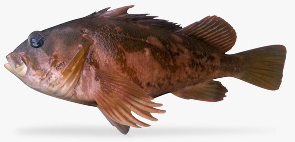 gopher rockfish 3d ma