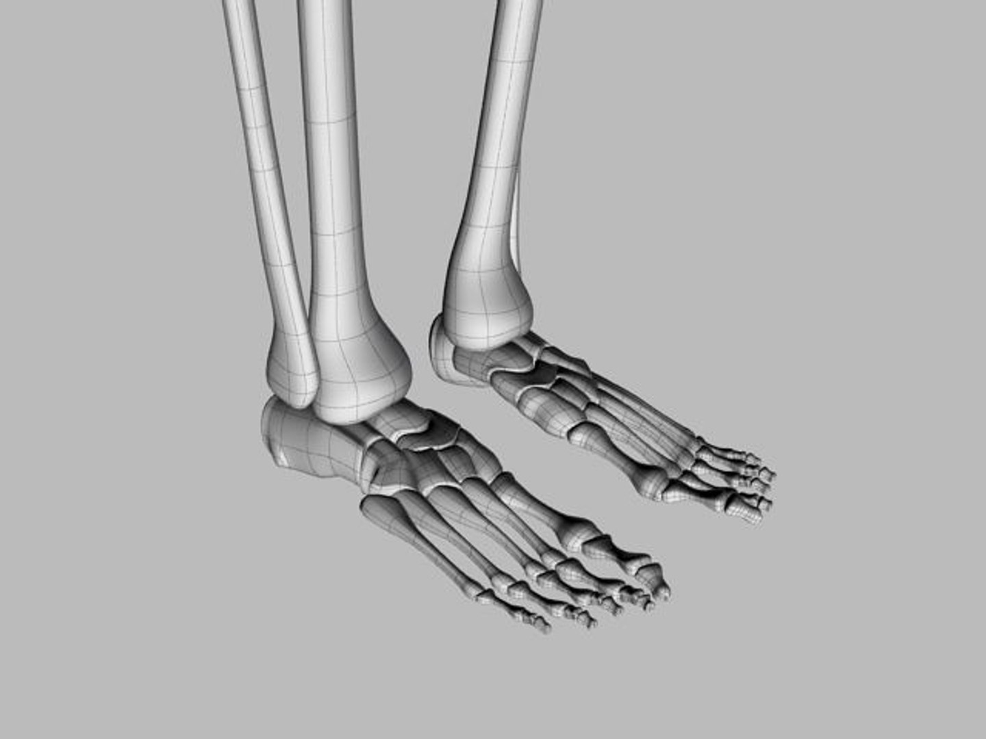 Maya Human Skeleton Base
