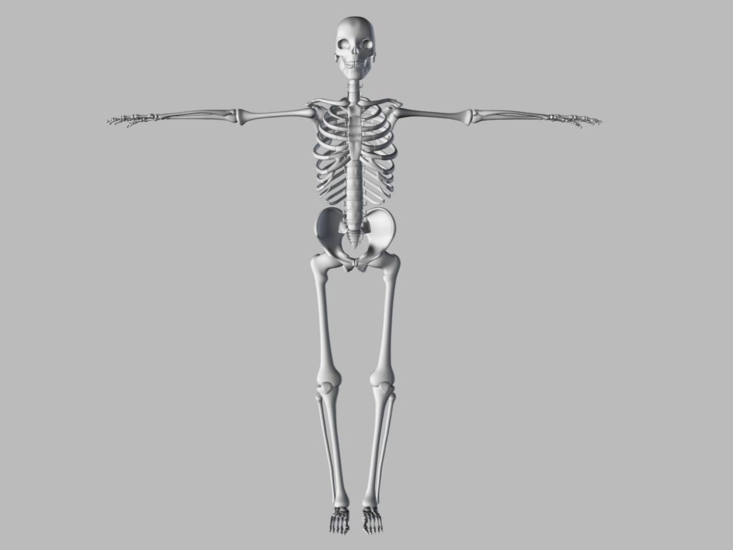 Maya Human Skeleton Base