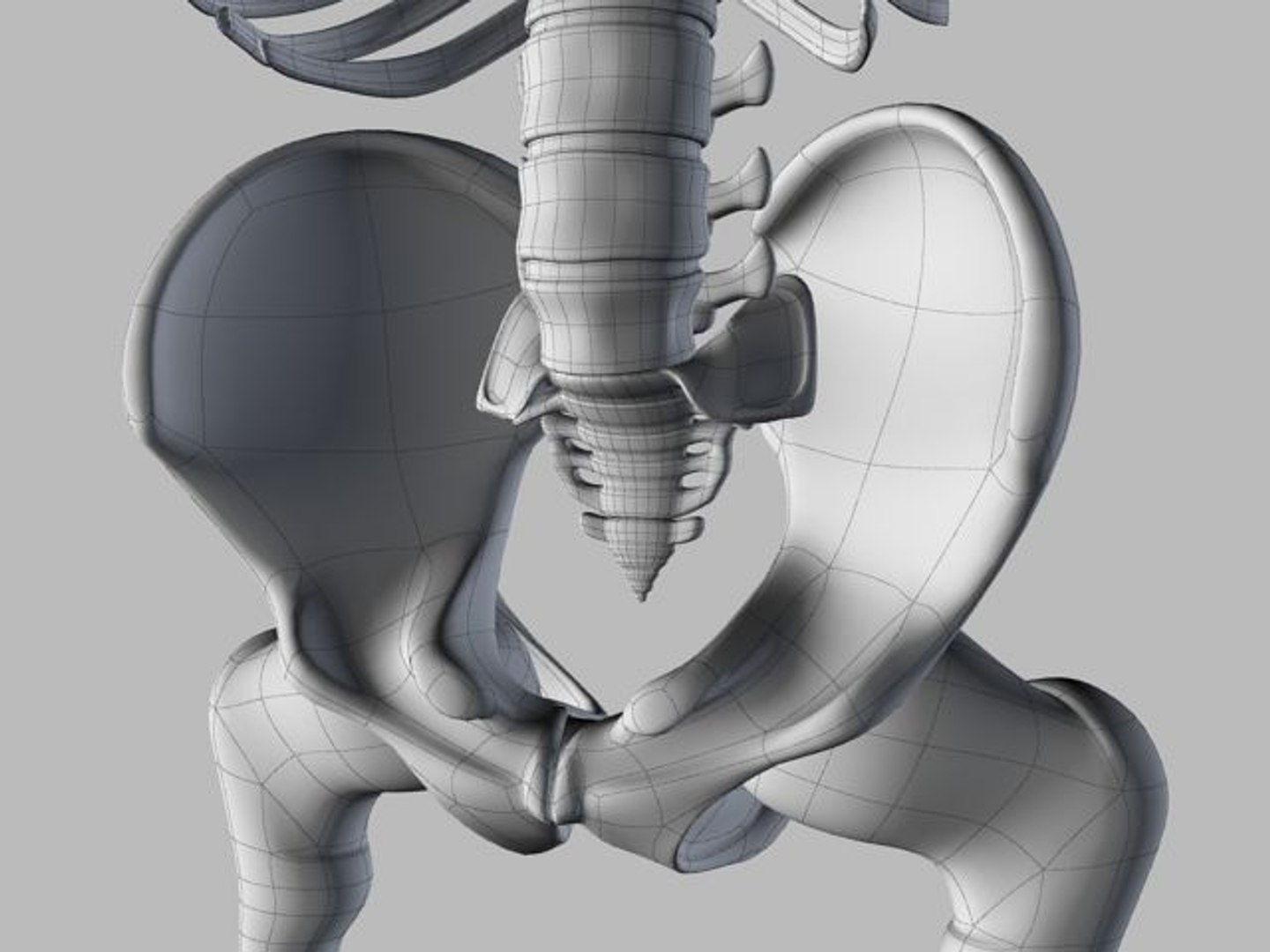 Maya Human Skeleton Base