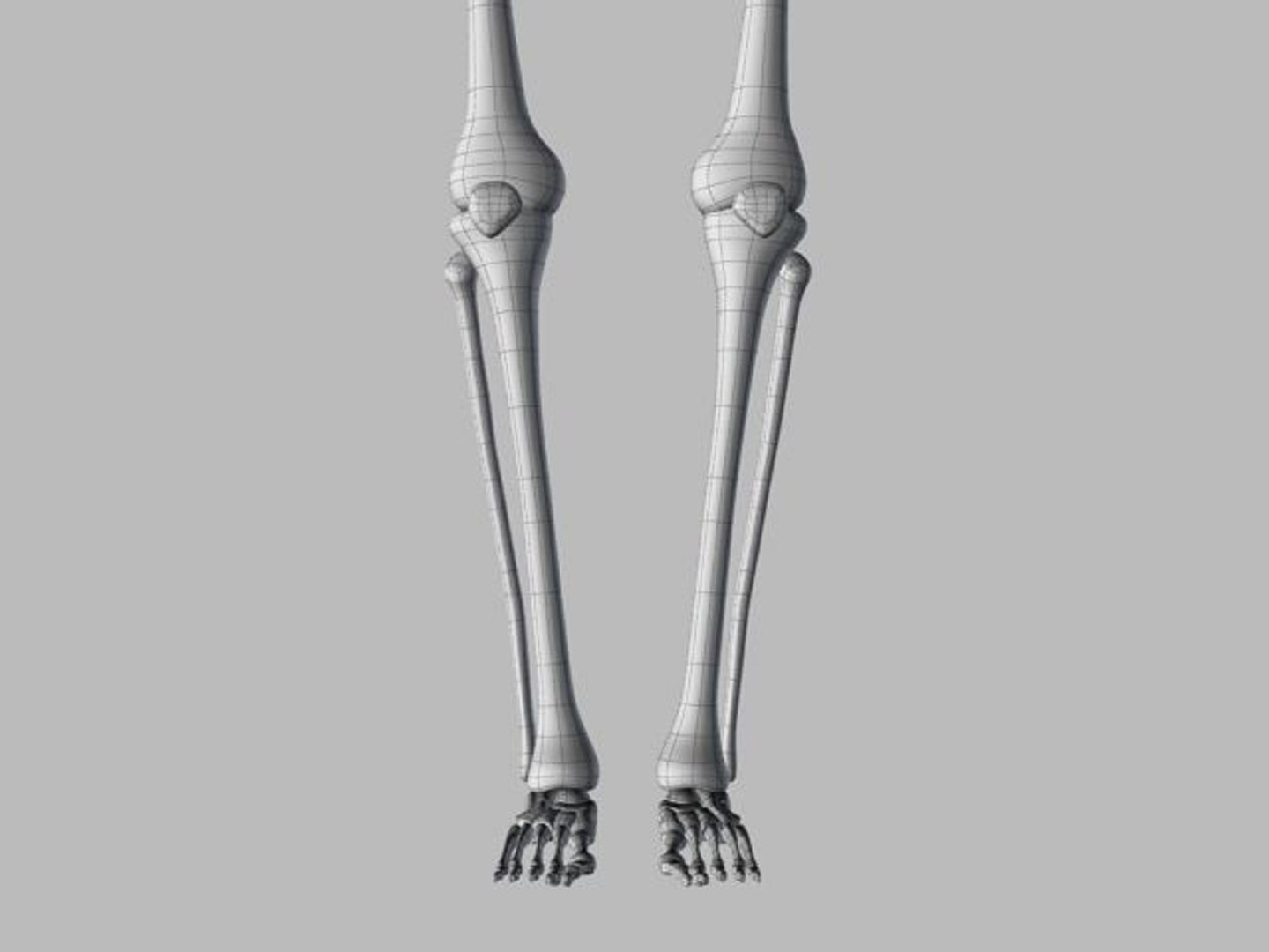 Maya Human Skeleton Base