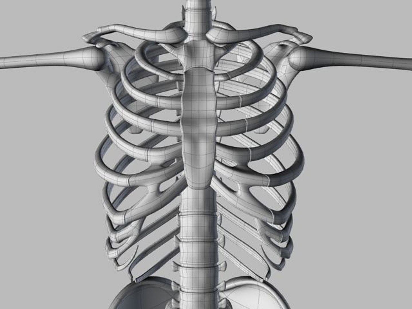 Maya Human Skeleton Base