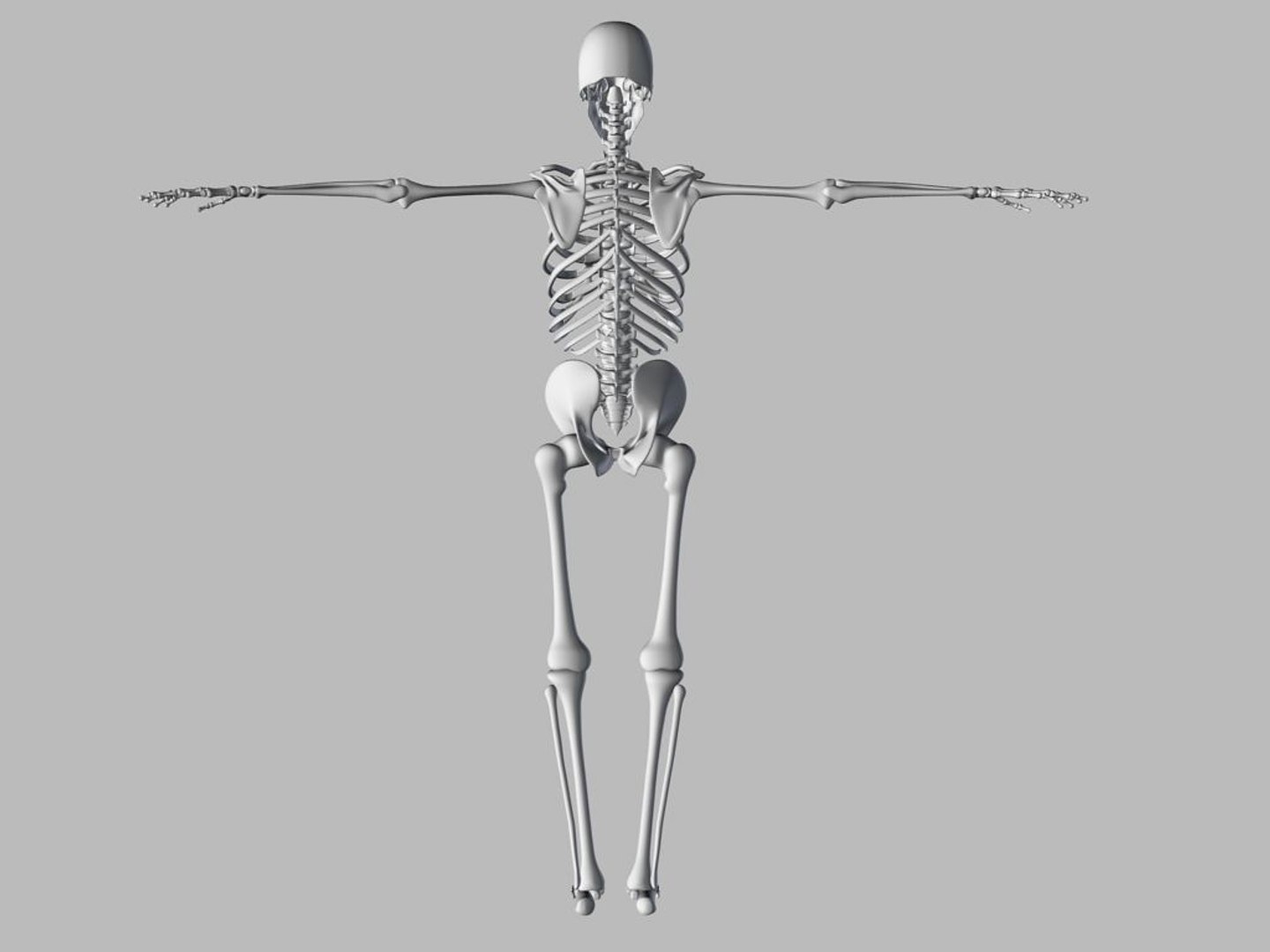 Maya Human Skeleton Base