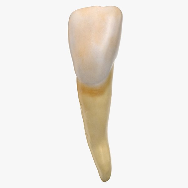 Incisor upper jaw 02 3D model - TurboSquid 1513110