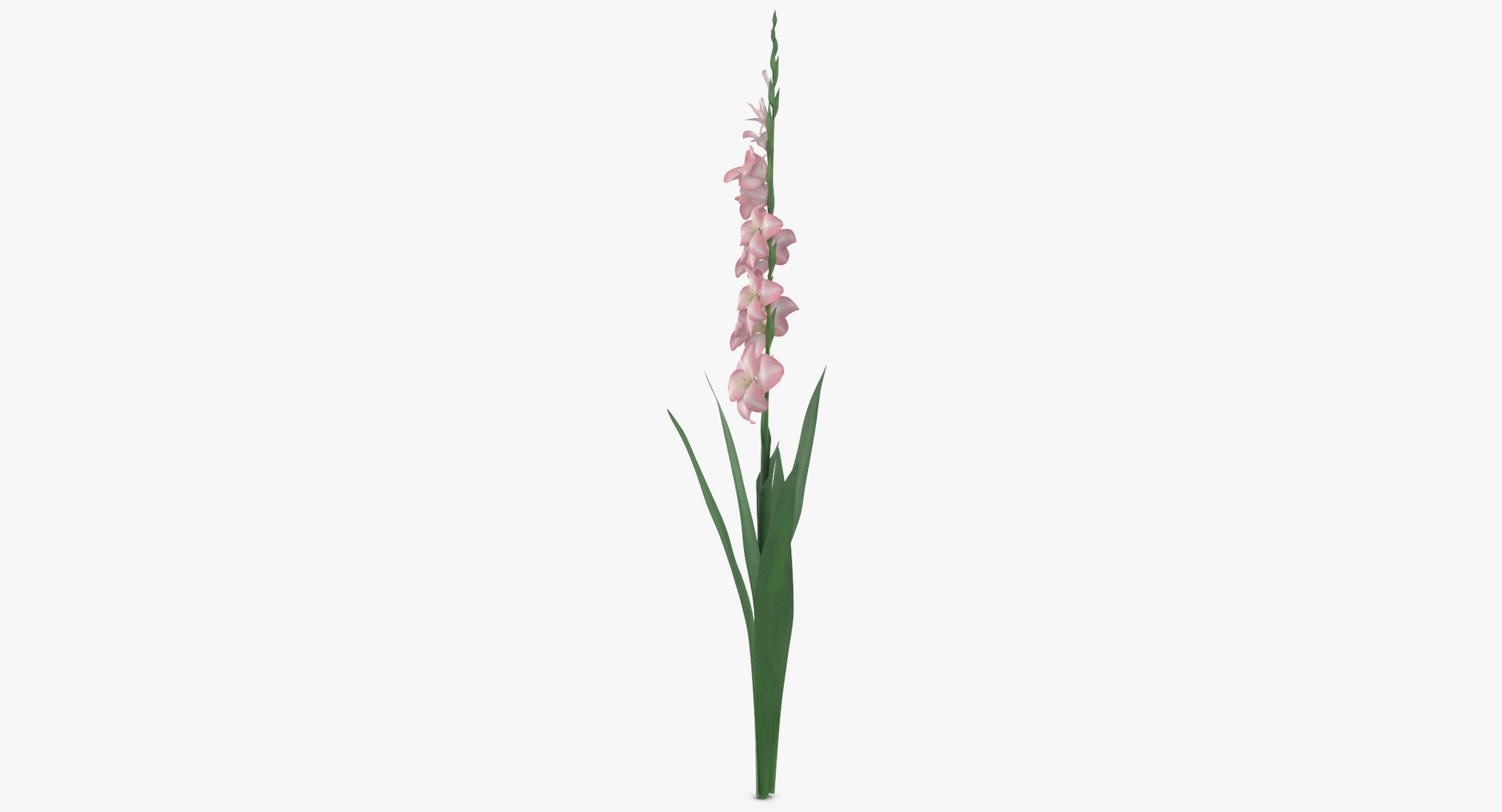 Gladiolus photorealistic 3D - TurboSquid 1439016