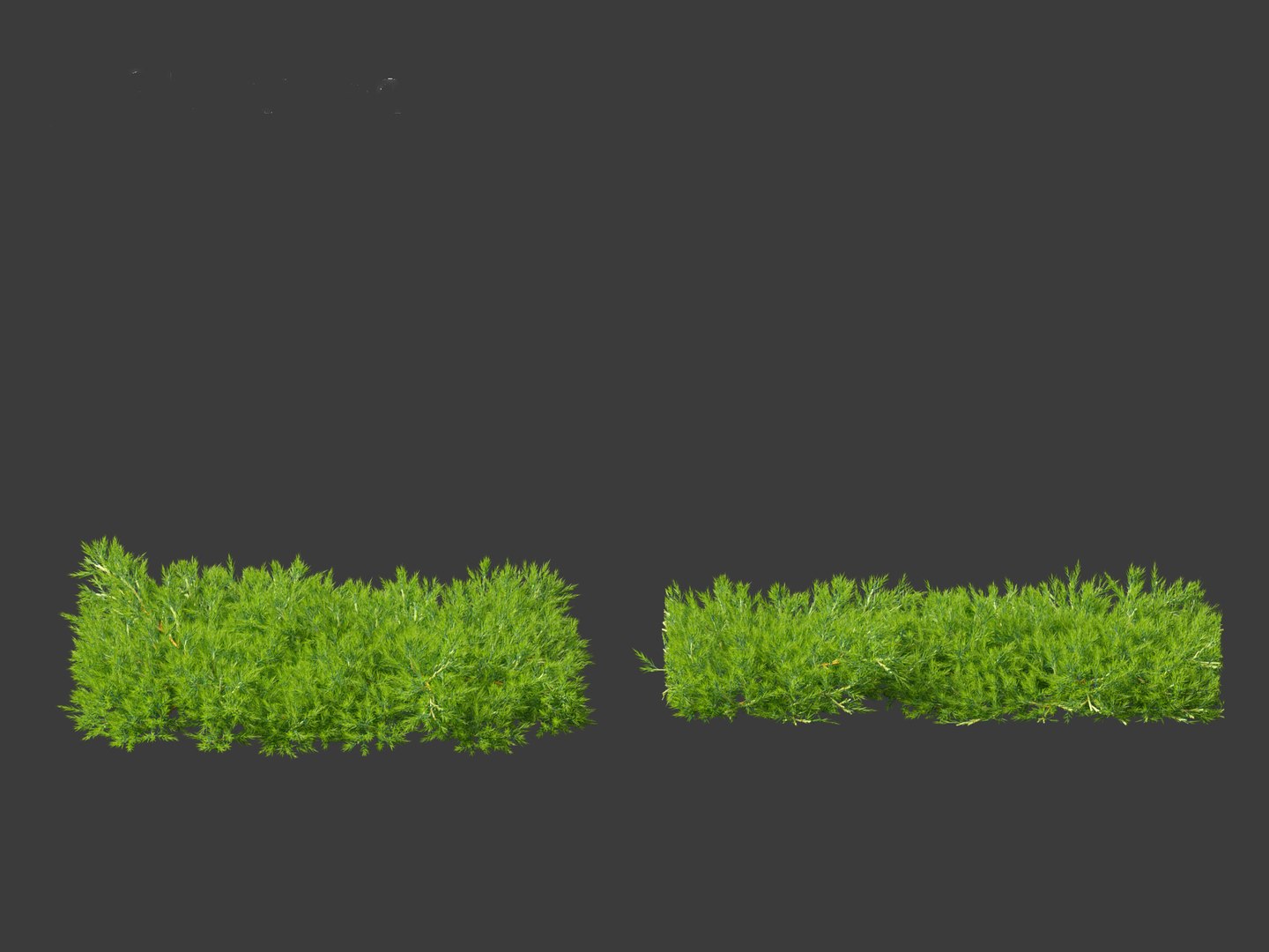 Juniperus Procumbens - Japanese Garden Juniper Model - TurboSquid 2143661