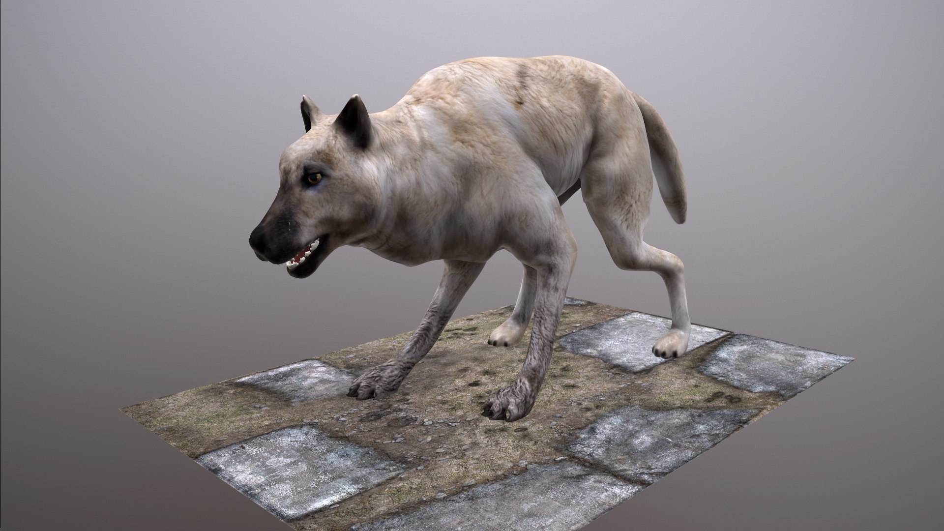 Max Wolf Polys Ready