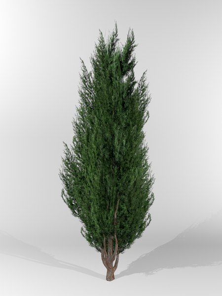 3D fir tree - TurboSquid 1198739