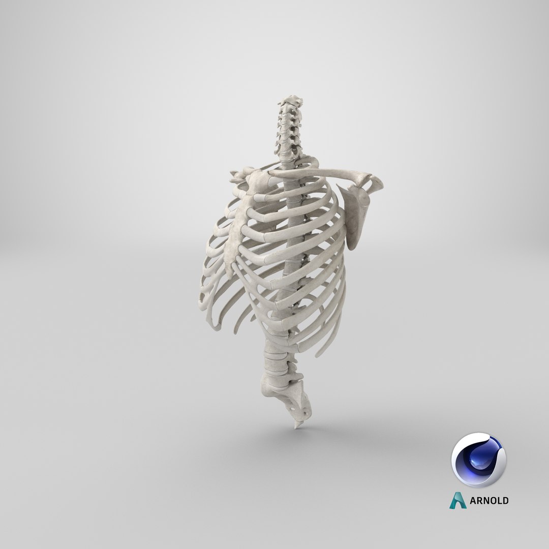 3D Real Human Rib Cage - TurboSquid 1639937