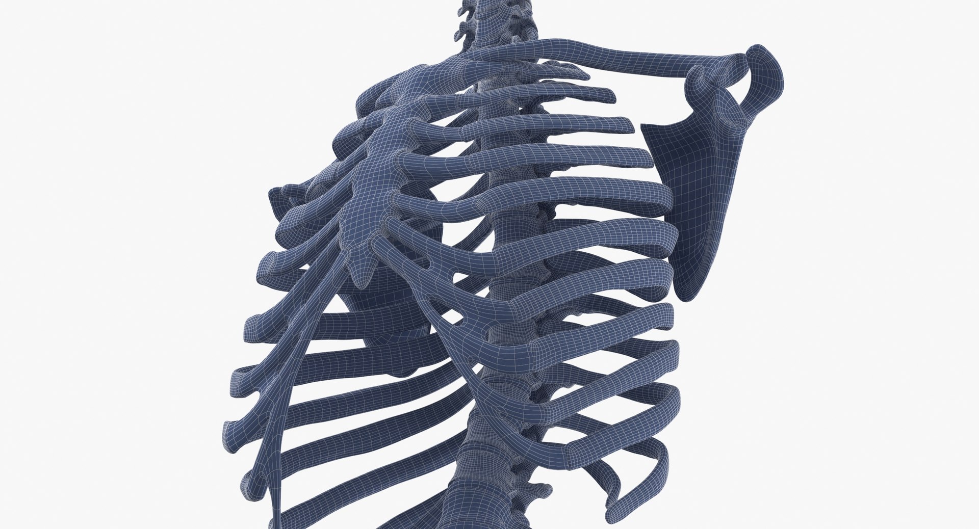 3D Real Human Rib Cage - TurboSquid 1639937