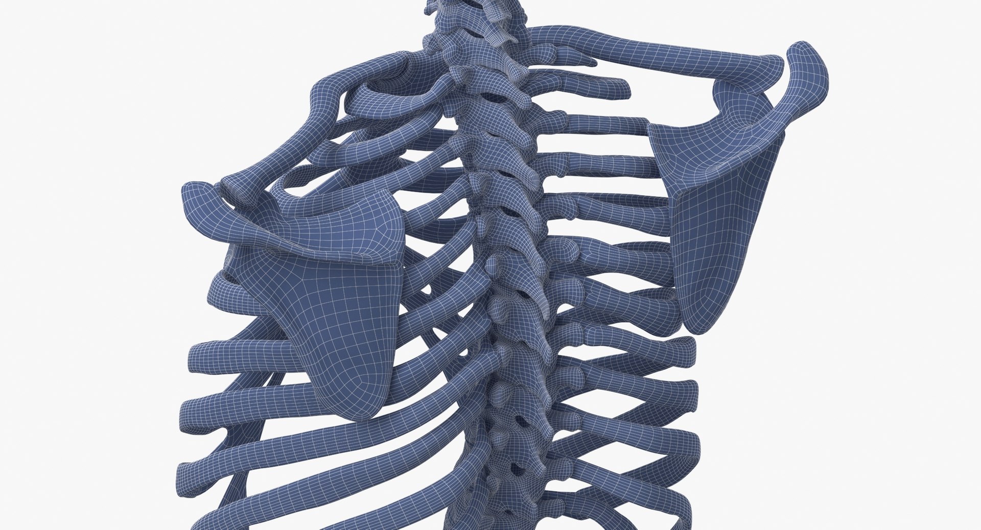 3D Real Human Rib Cage - TurboSquid 1639937