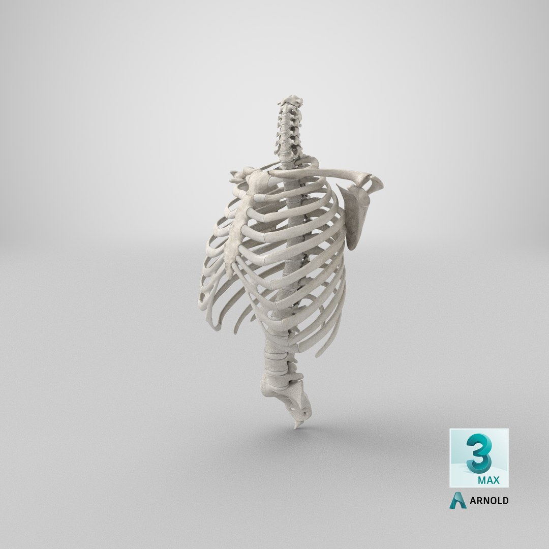 3D Real Human Rib Cage - TurboSquid 1639937