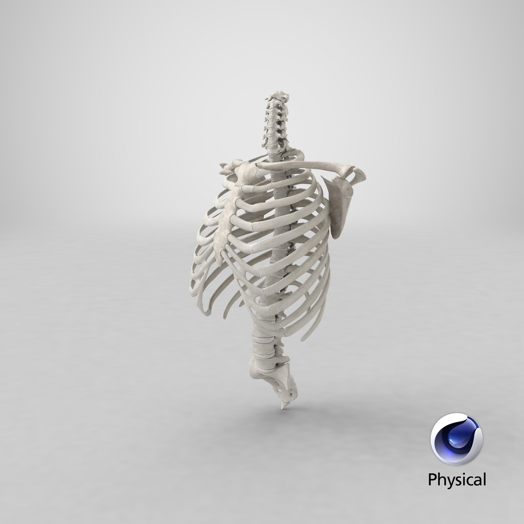 3D Real Human Rib Cage - TurboSquid 1639937