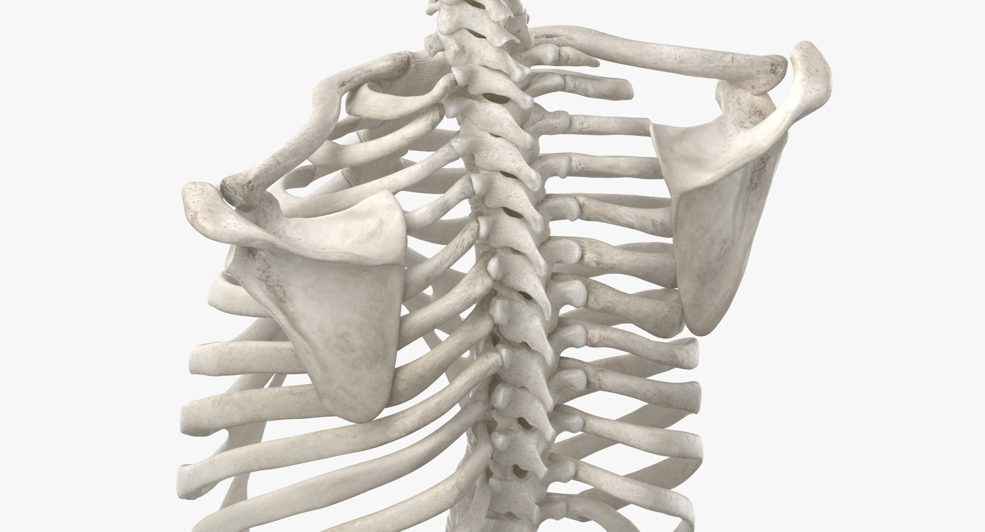 3D Real Human Rib Cage - TurboSquid 1639937