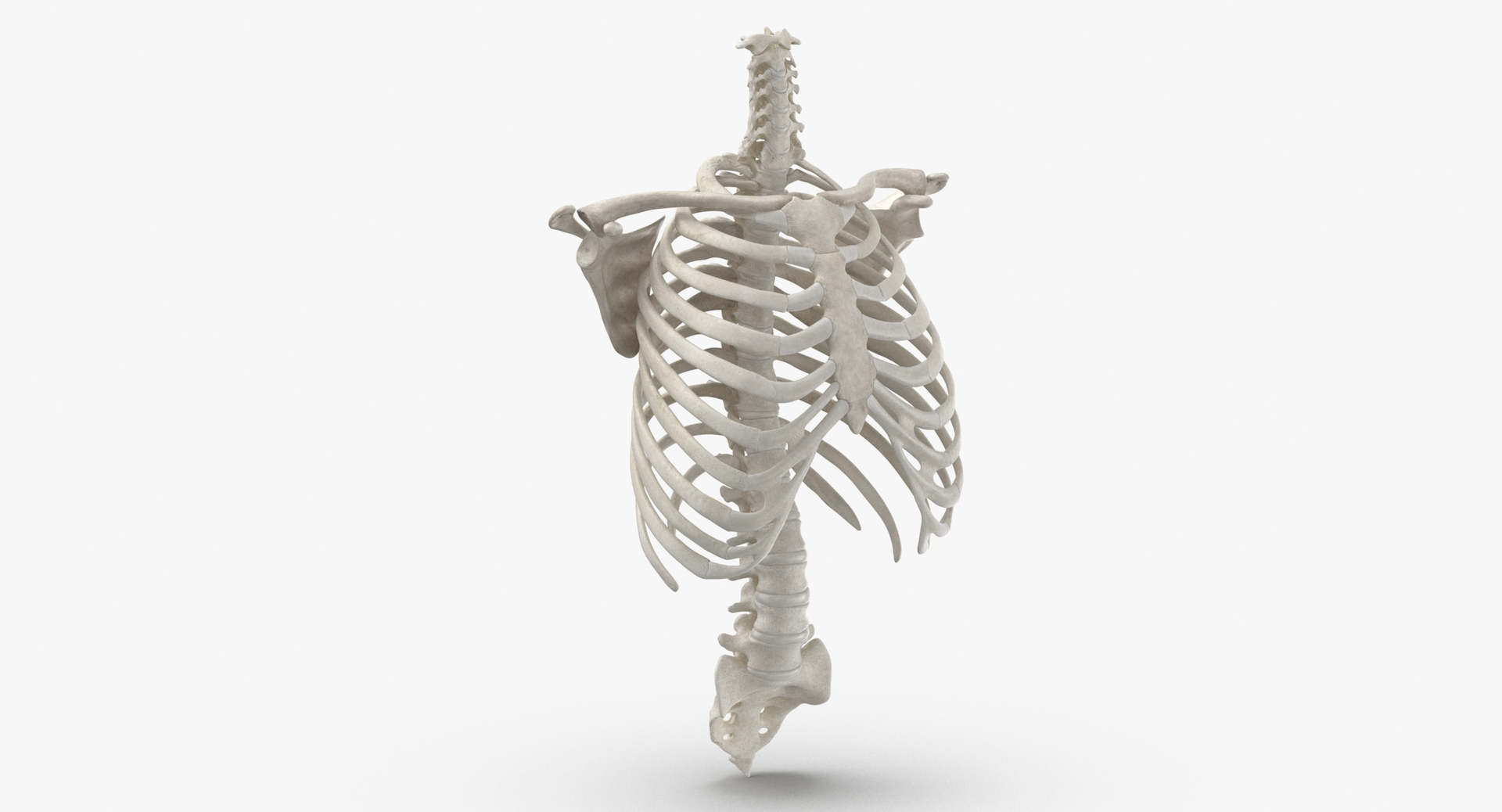 3D Real Human Rib Cage - TurboSquid 1639937