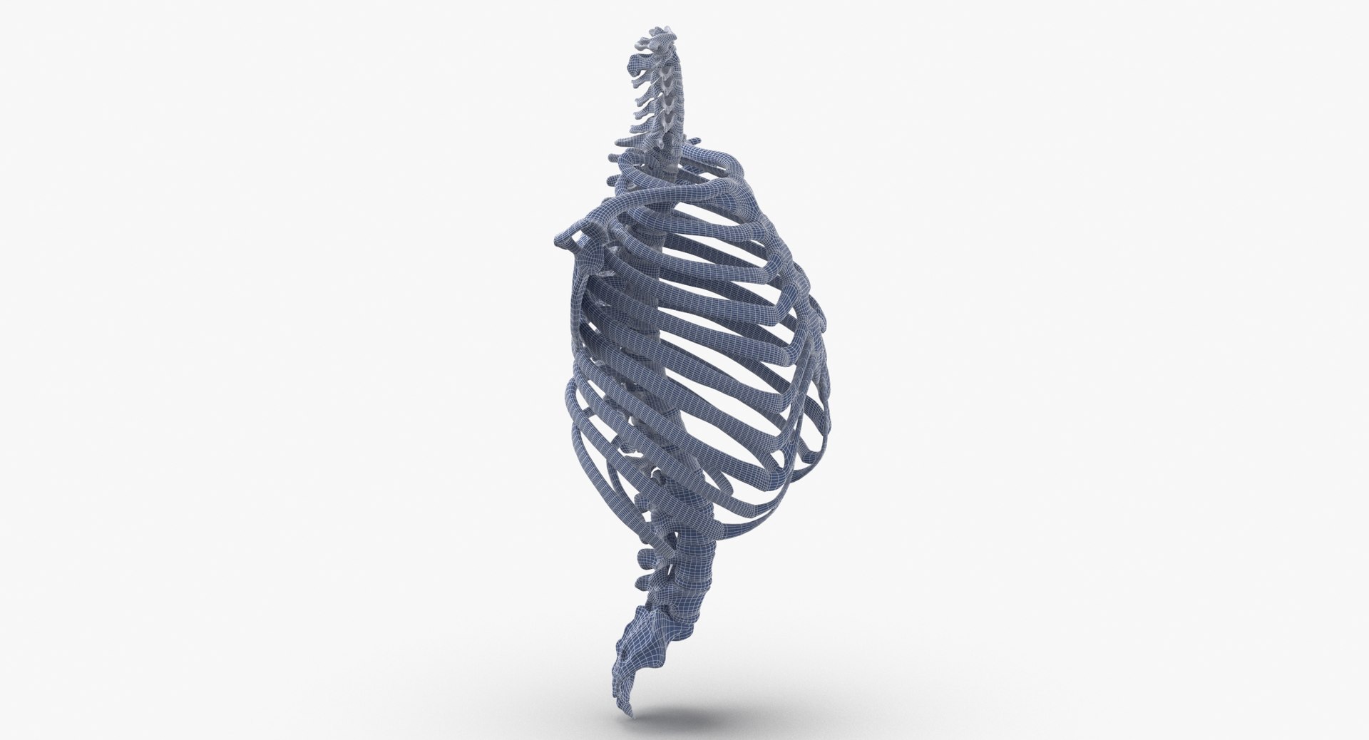 3D Real Human Rib Cage - TurboSquid 1639937