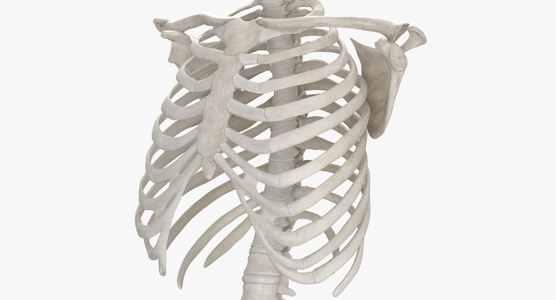 3D real human rib cage - TurboSquid 1639937