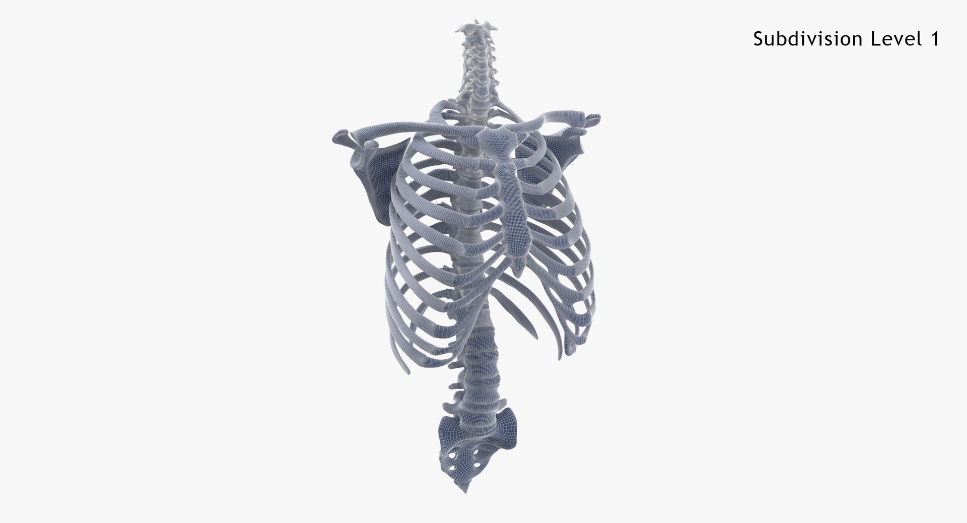 3D Real Human Rib Cage - TurboSquid 1639937