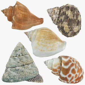 Wentletrap seashell 3D model - TurboSquid 1316549