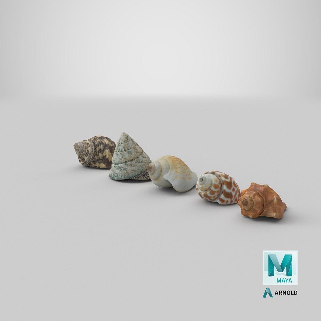 Sea Shell Seashell Model - TurboSquid 1704281