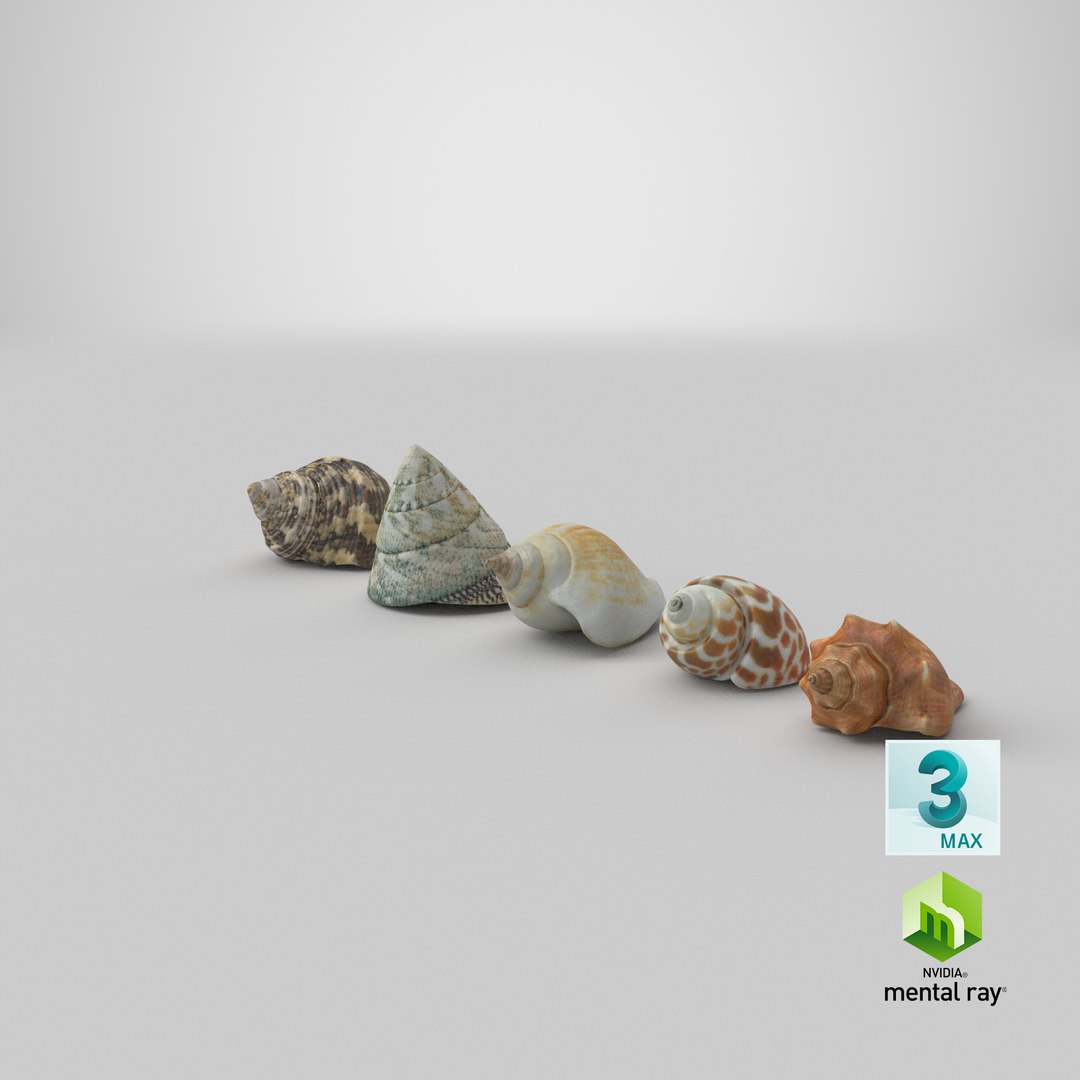 Sea Shell Seashell Model - TurboSquid 1704281