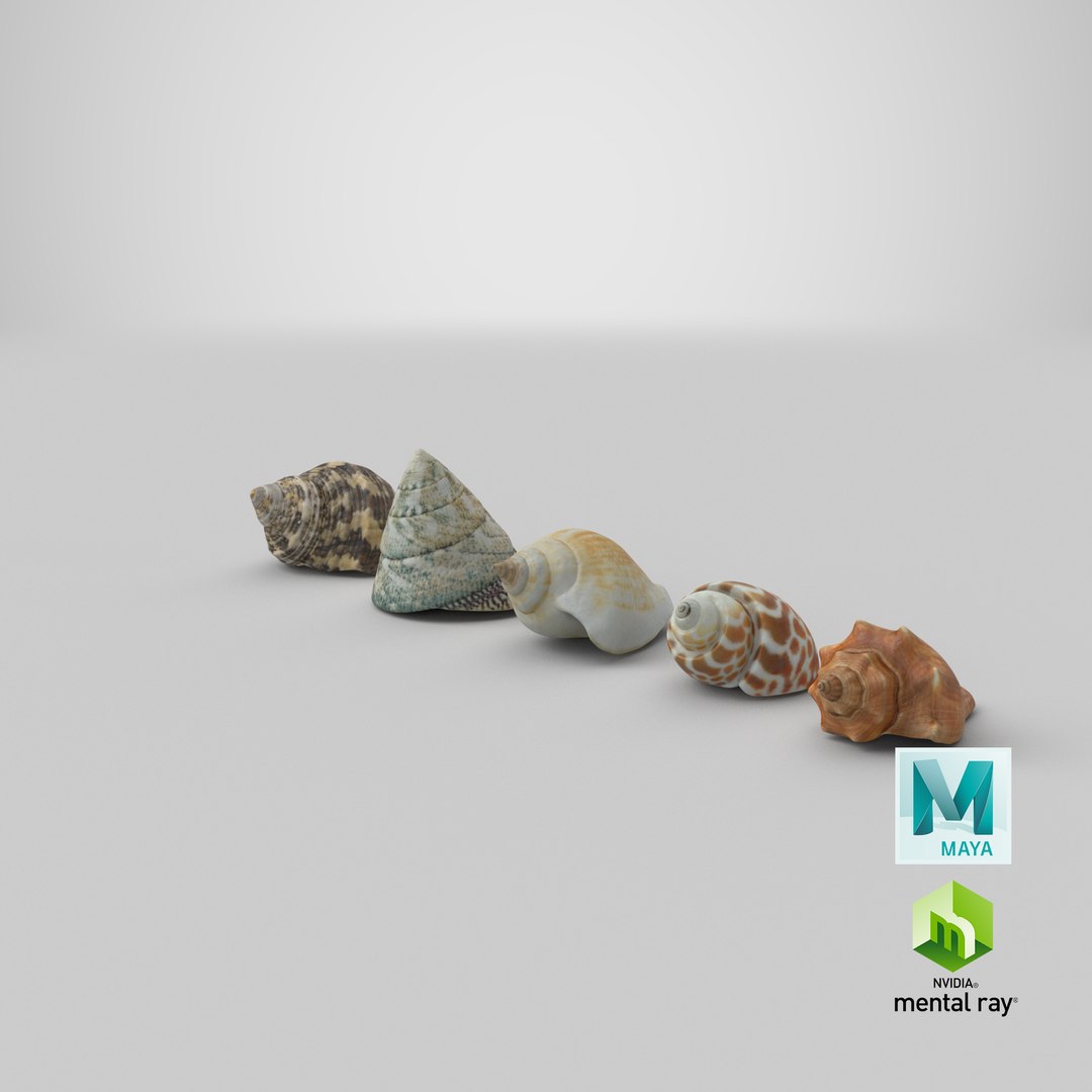 Sea Shell Seashell Model - TurboSquid 1704281