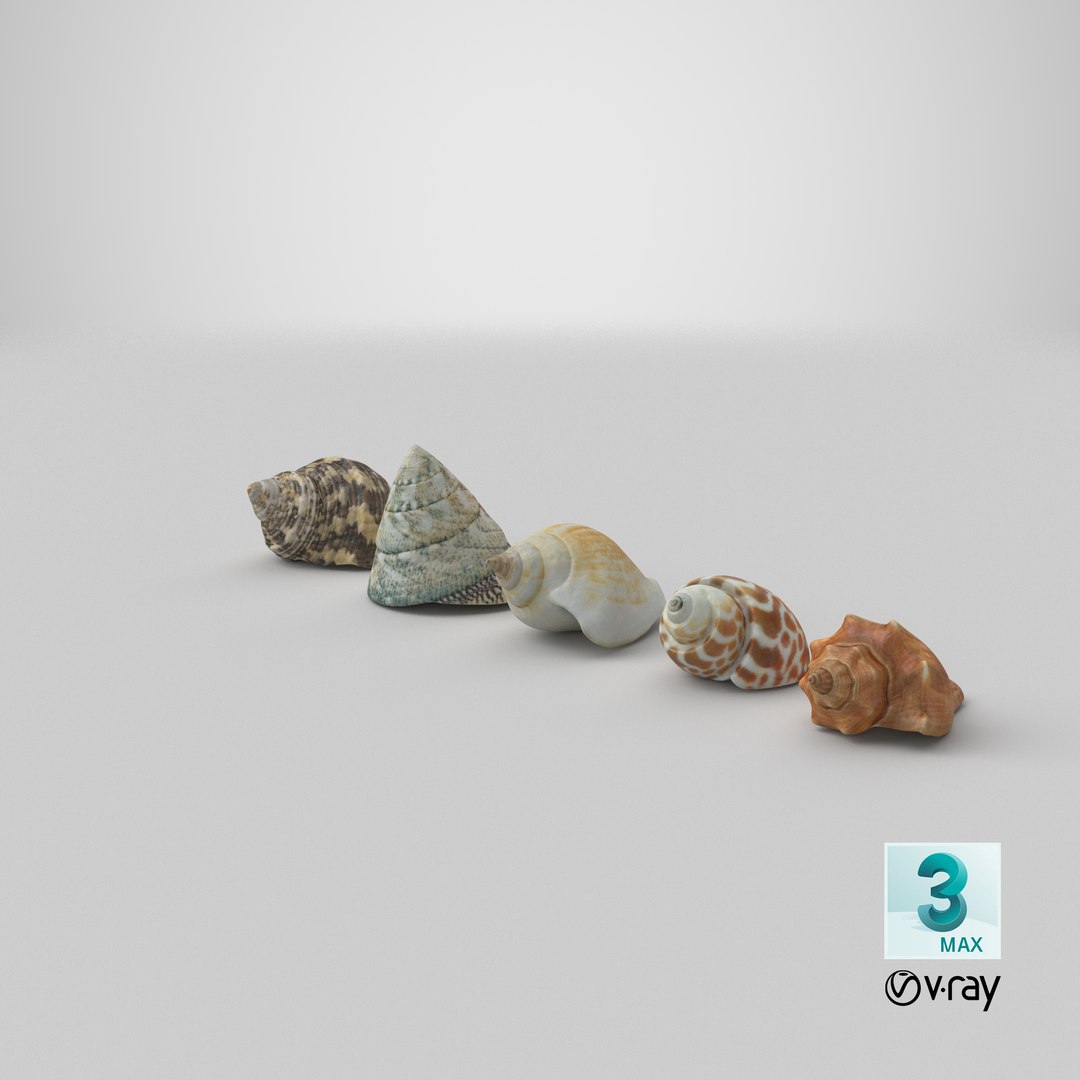 Sea Shell Seashell Model - TurboSquid 1704281