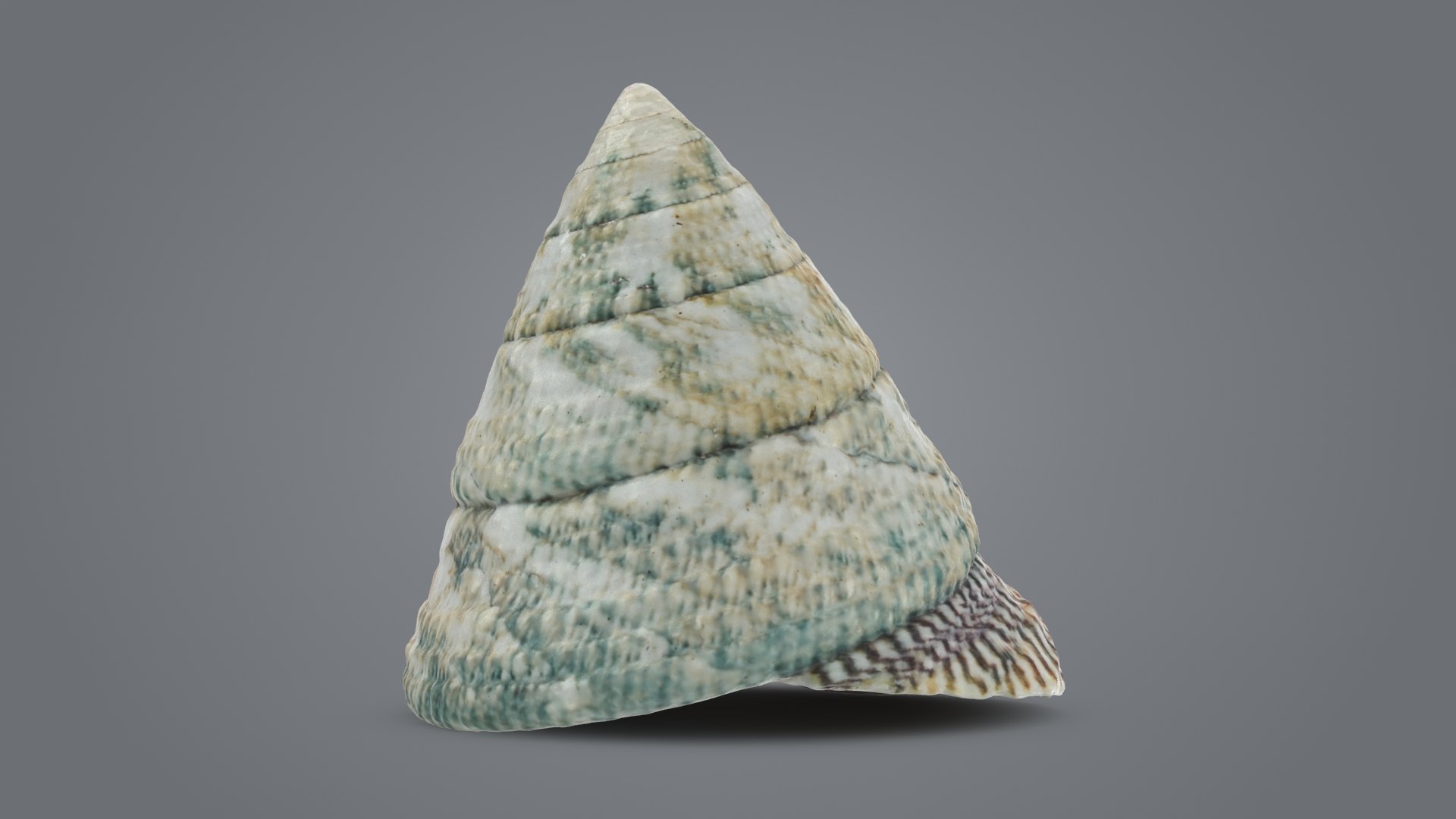 Sea Shell Seashell Model - TurboSquid 1704281