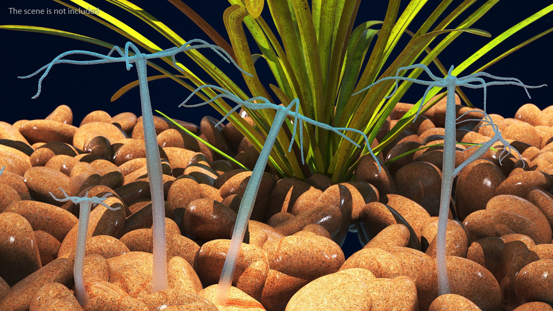 3D Model Hydra Freshwater Jellyfish Group - TurboSquid 2164098