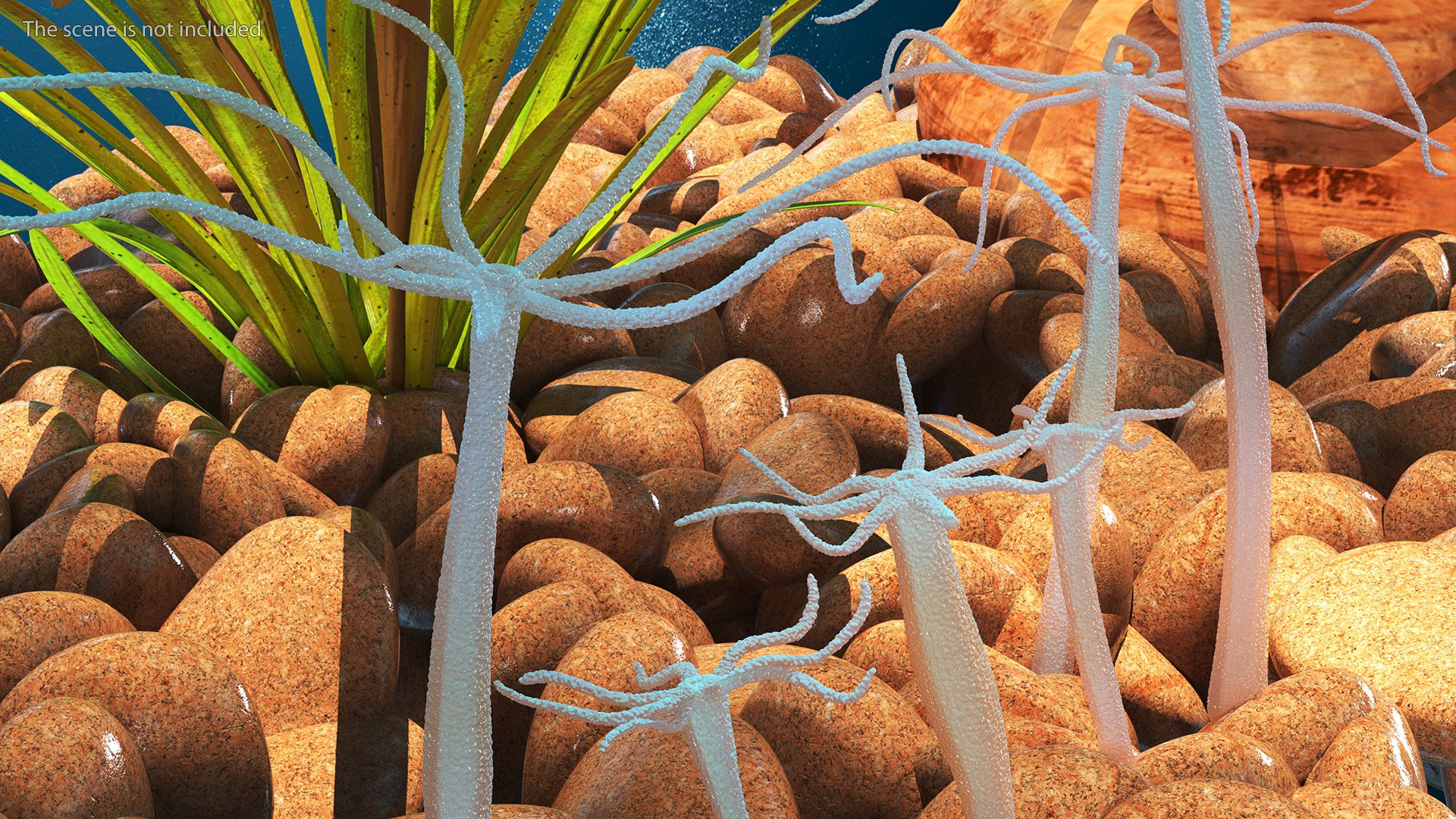 3D Model Hydra Freshwater Jellyfish Group - TurboSquid 2164098