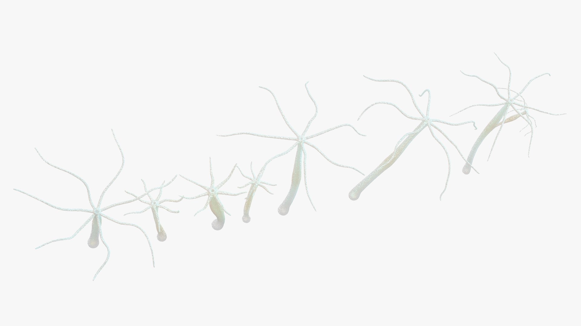 3D model Hydra Freshwater Jellyfish Group - TurboSquid 2164098