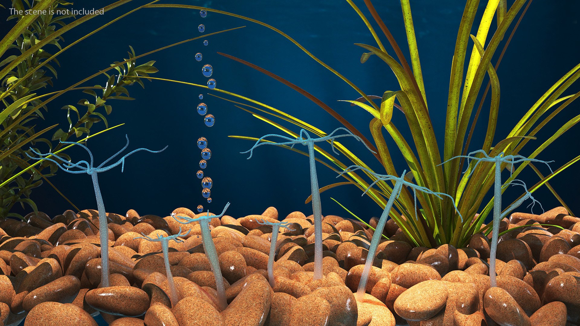 3D Model Hydra Freshwater Jellyfish Group - TurboSquid 2164098