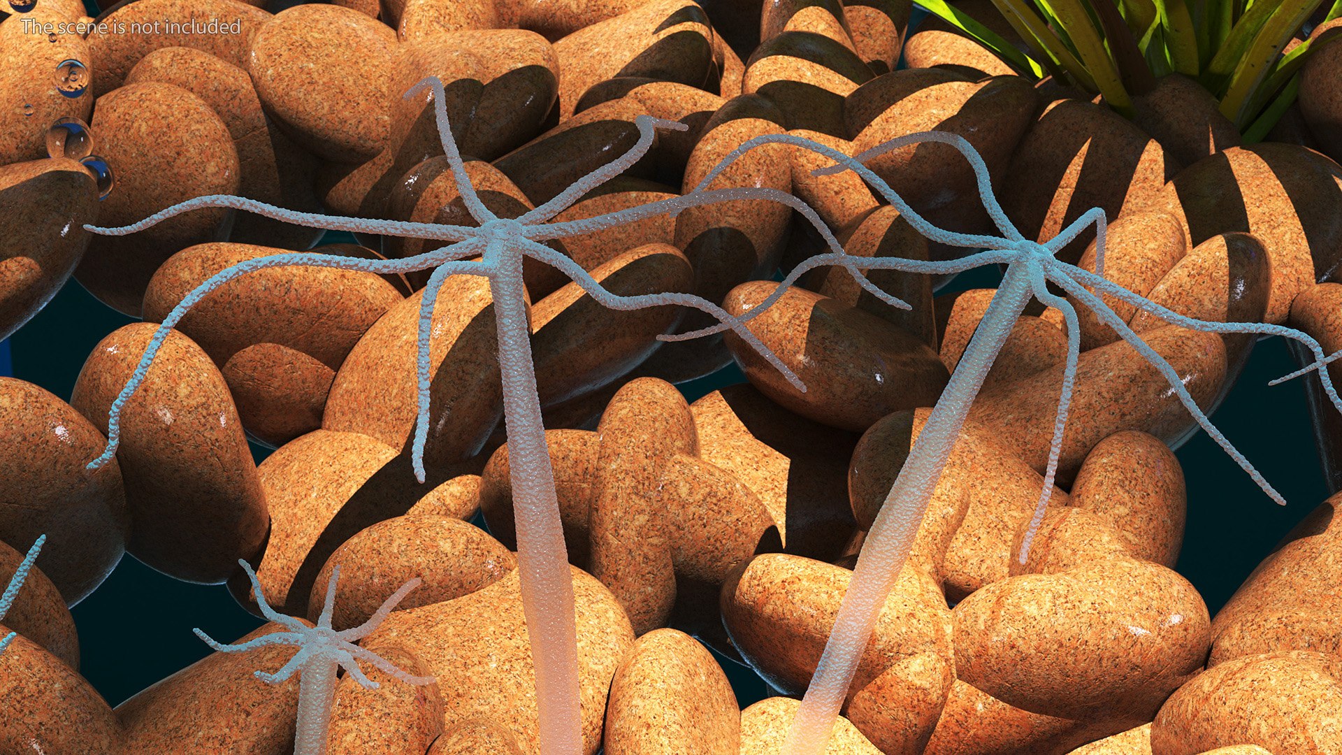 3D Model Hydra Freshwater Jellyfish Group - TurboSquid 2164098