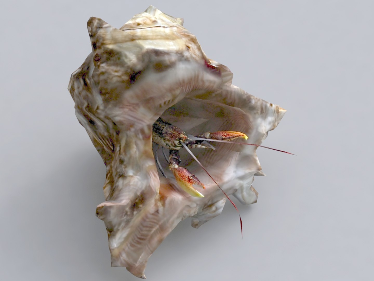 3d Seashell Crawfish