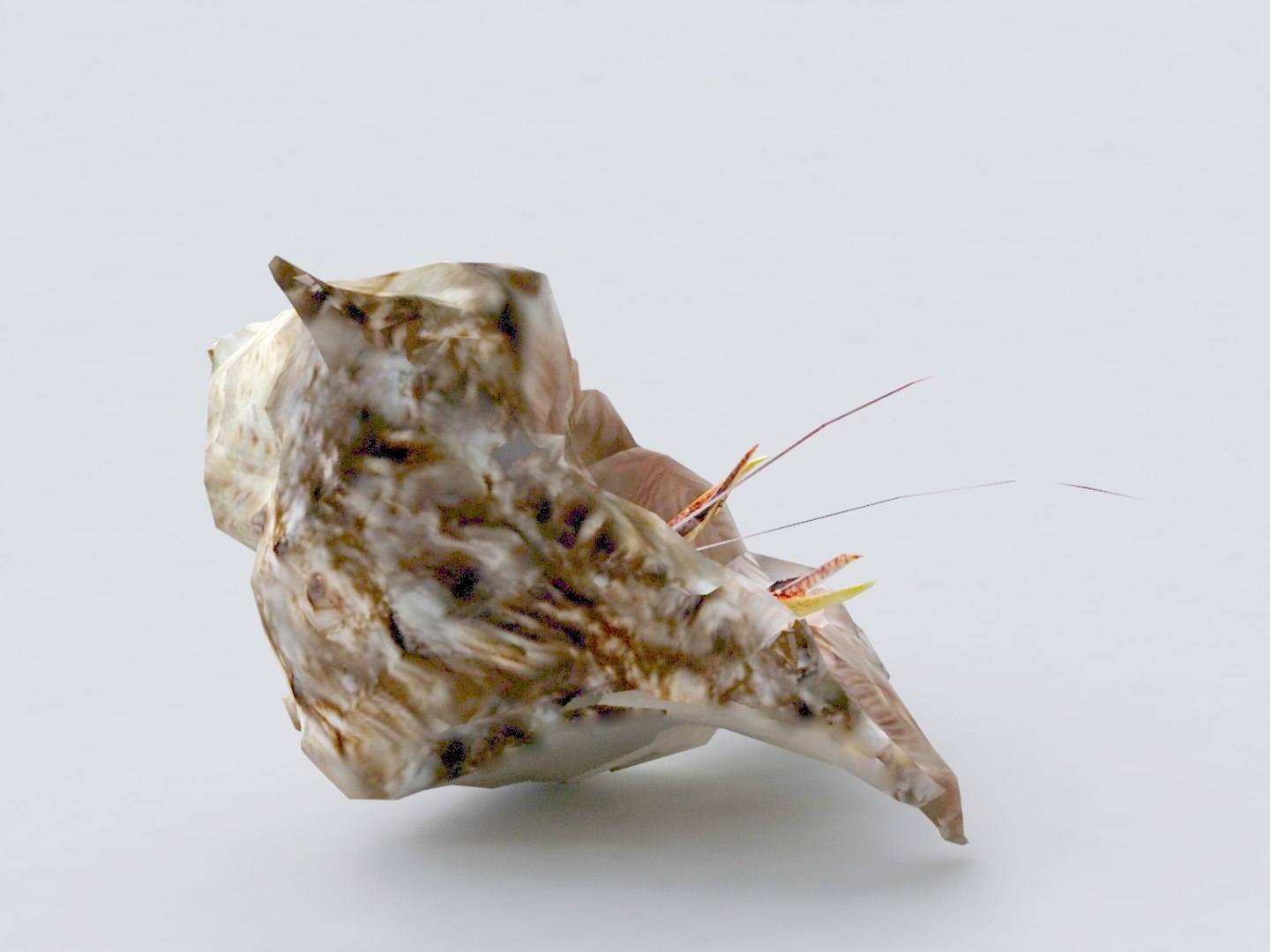 3d Seashell Crawfish