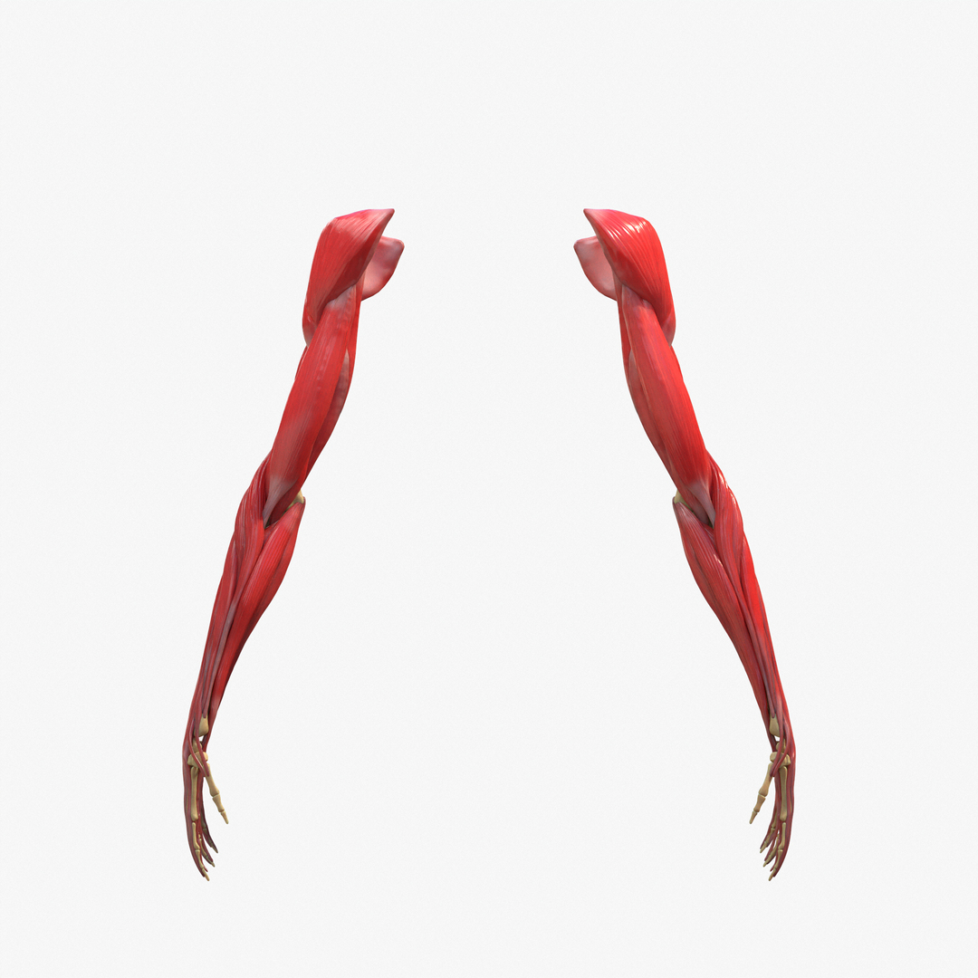 3D Hand Anatomy Arm - TurboSquid 1398210